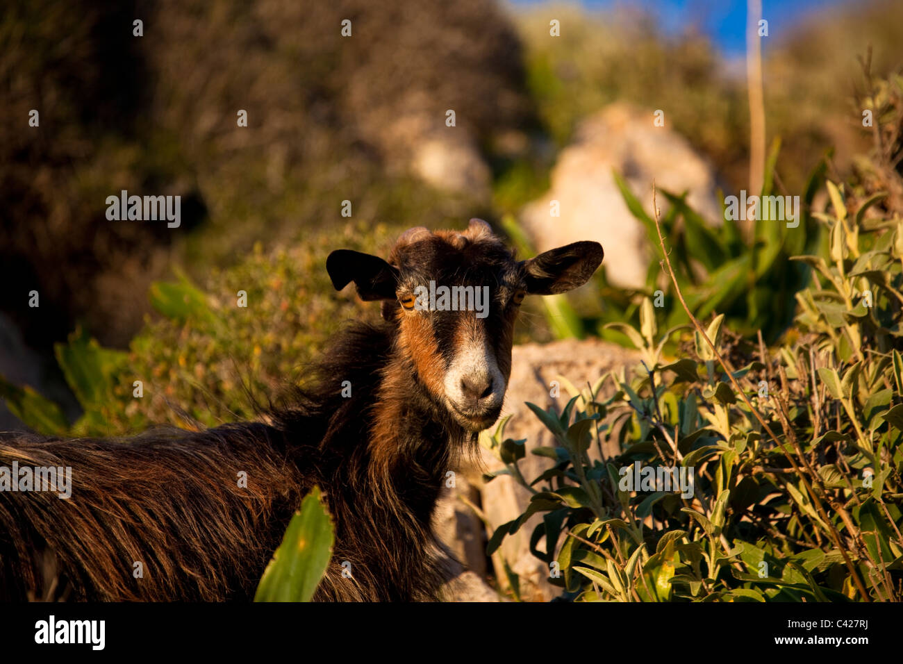 Goat free range hi-res stock photography and images - Alamy