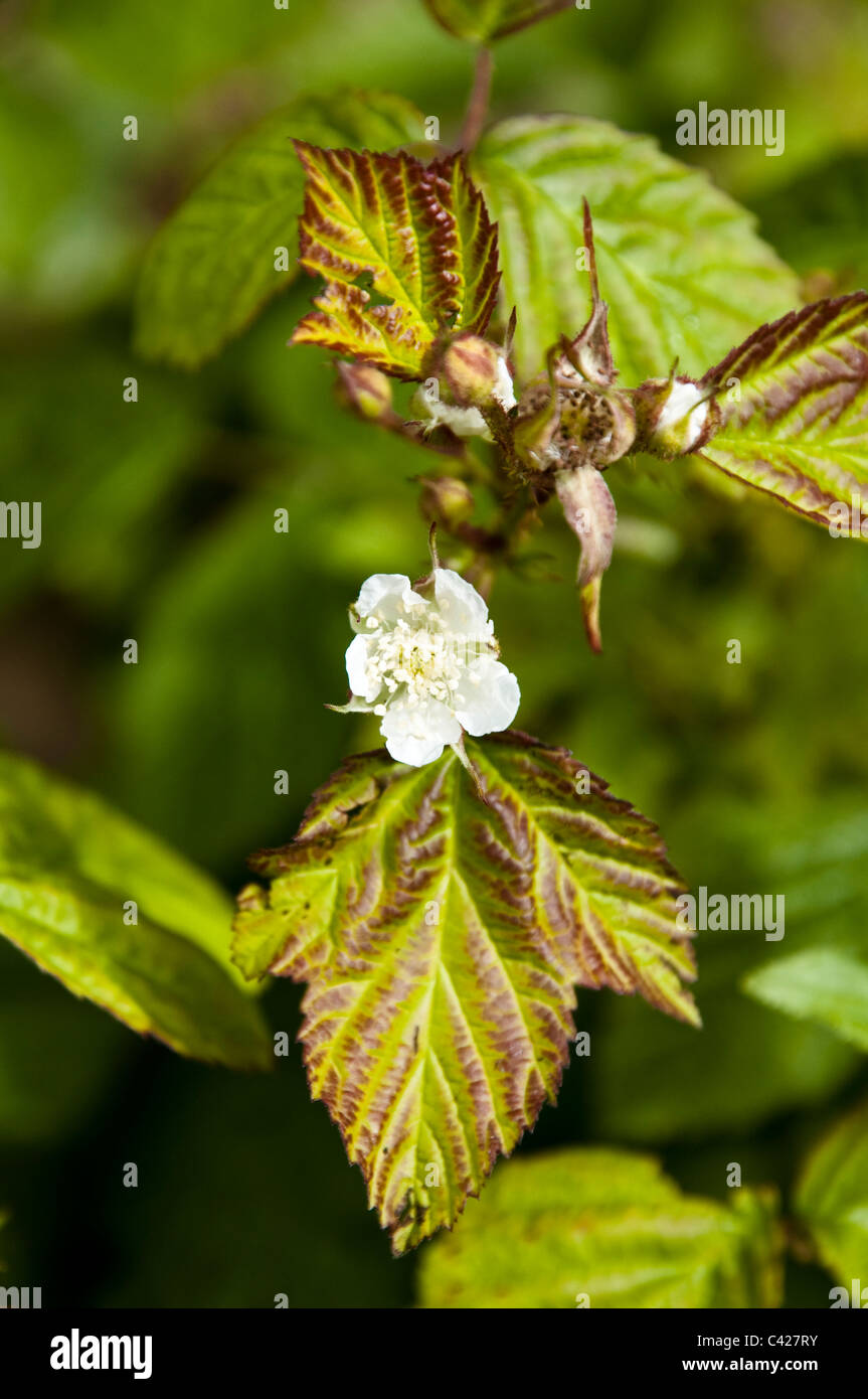 Bramble flower in early Summer. UK Stock Photo - Alamy