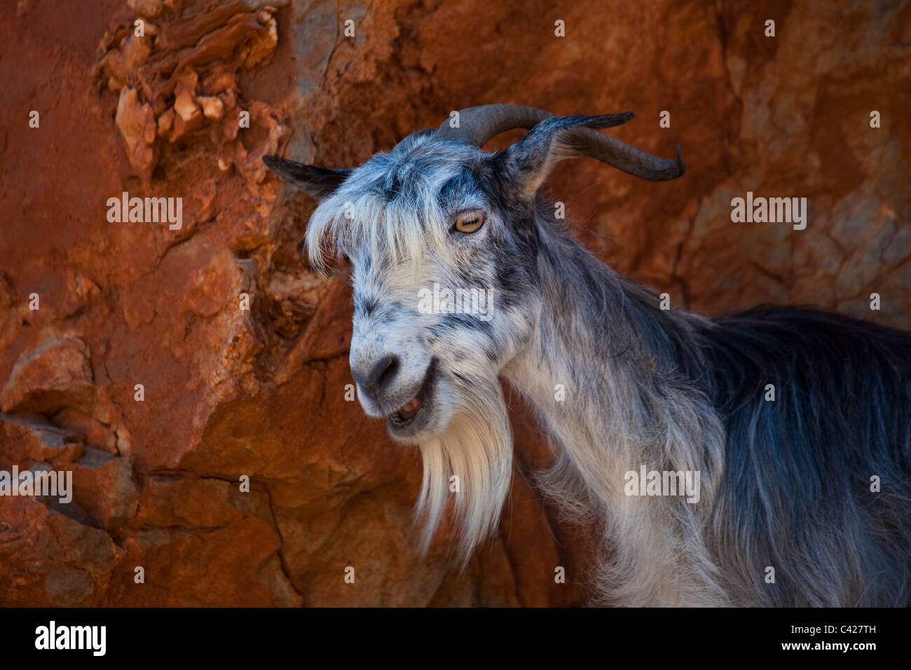 Domestic mountain goats hi-res stock photography and images - Alamy