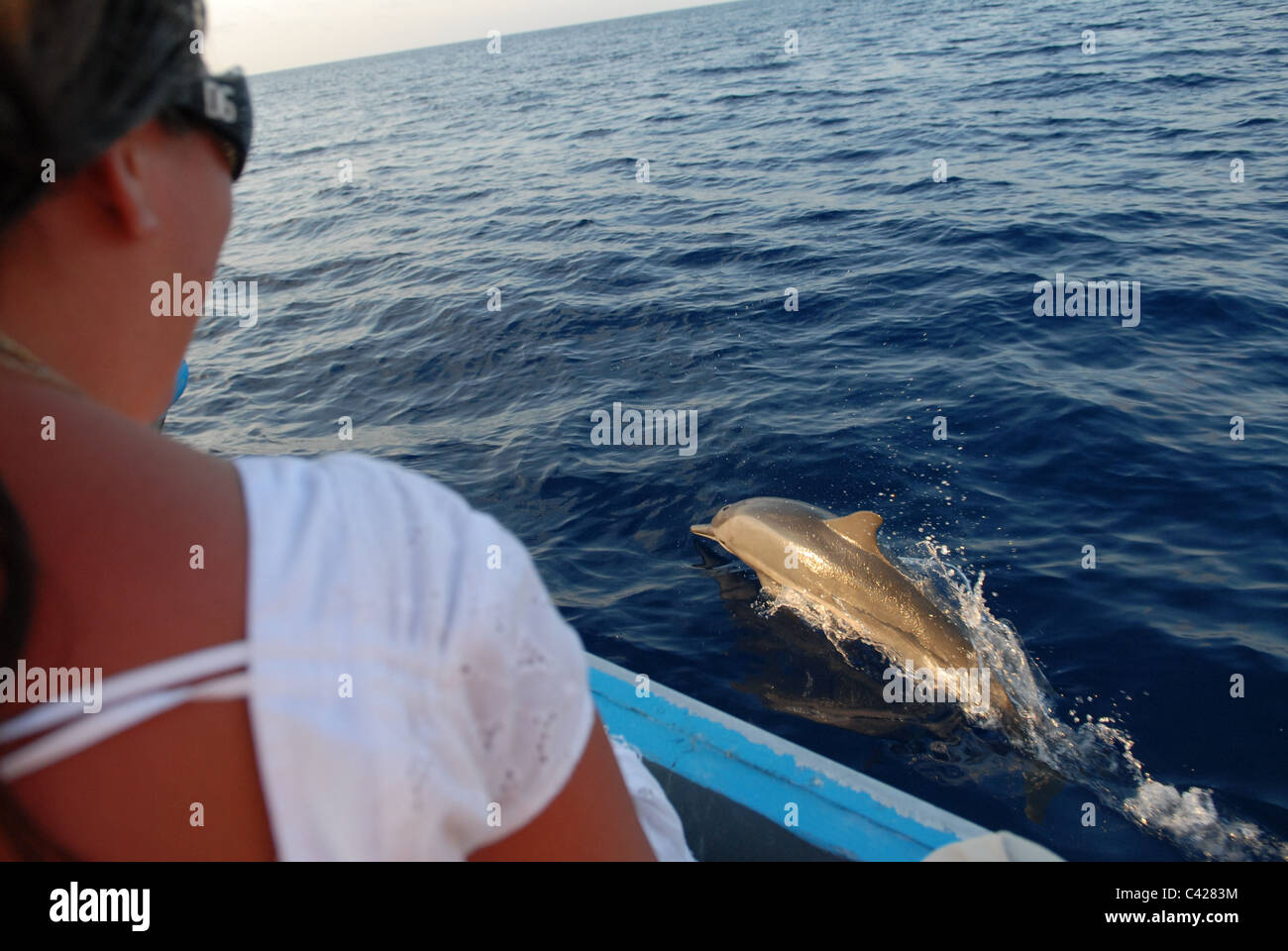 Maldives dolphin cruise hi-res stock photography and images - Alamy