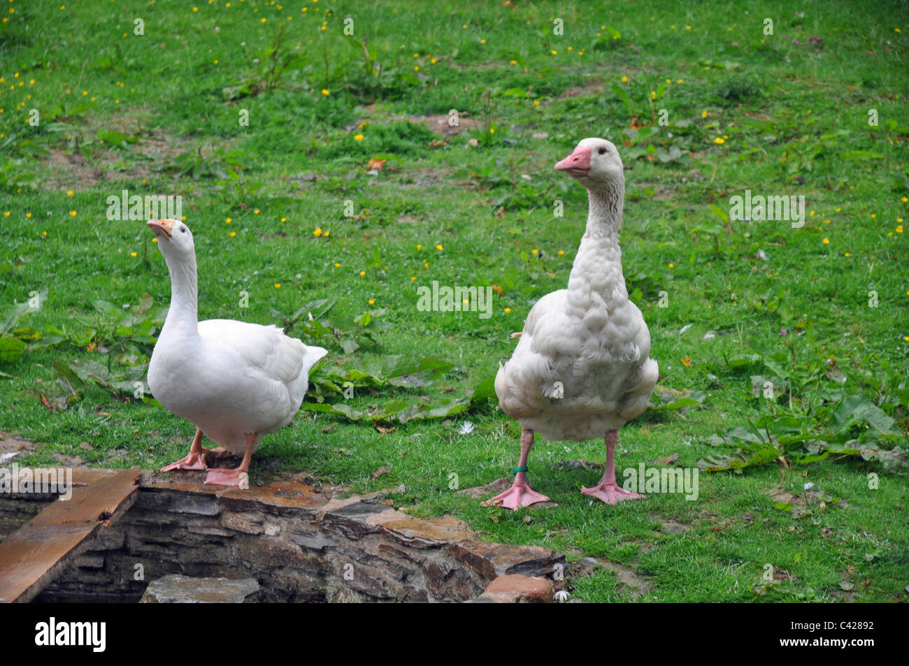 Tavistock, Devon, England: ducks in a field Stock Photo - Alamy