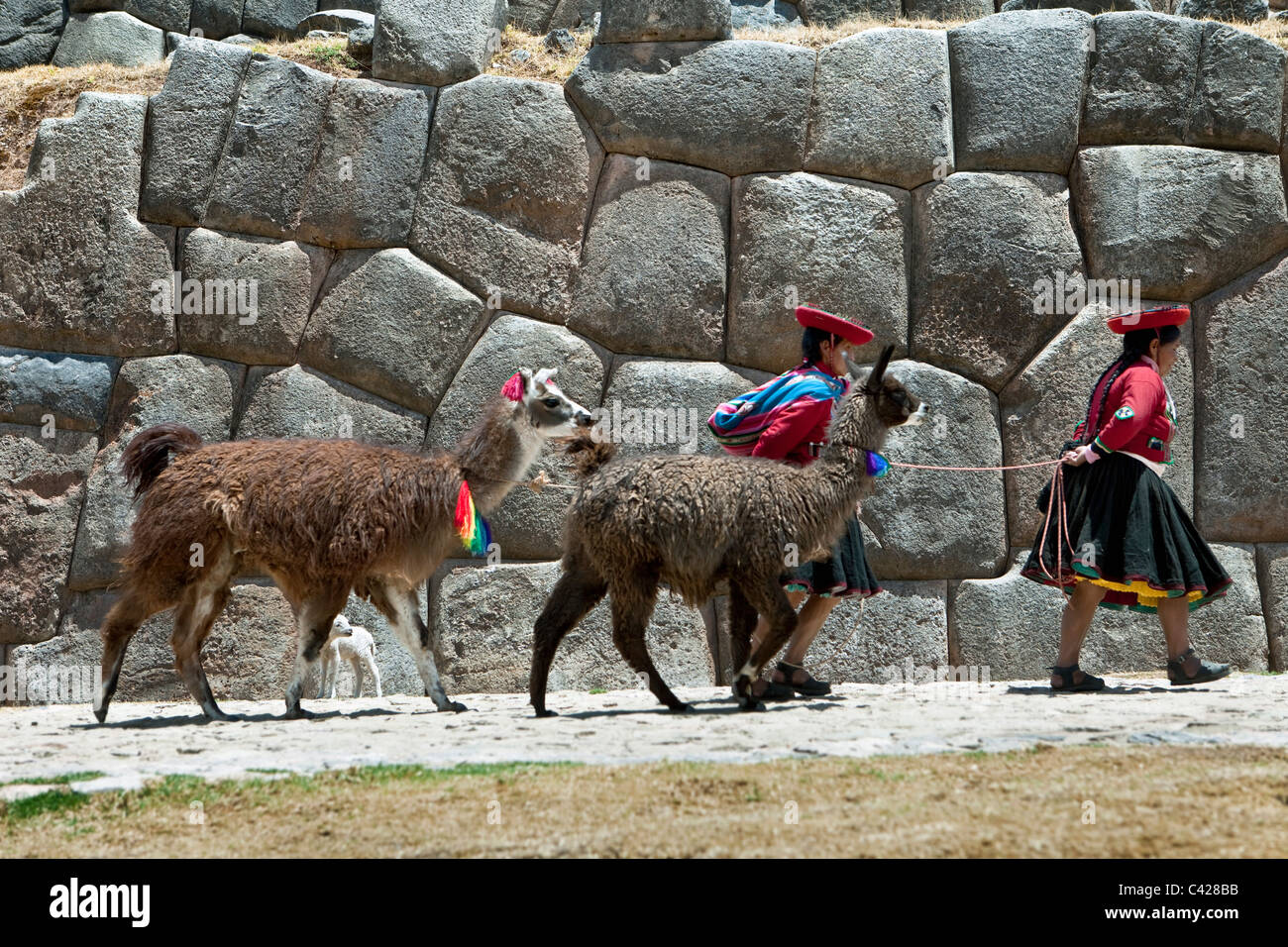 And domestic animals High Resolution Stock Photography and Images - Alamy