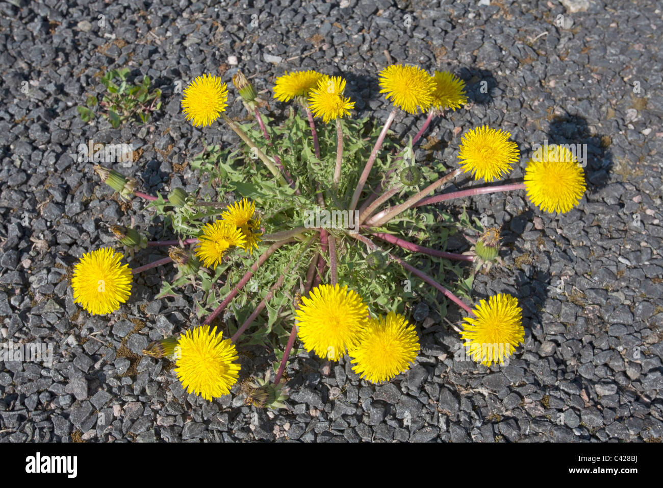Group dandelion hi-res stock photography and images - Alamy
