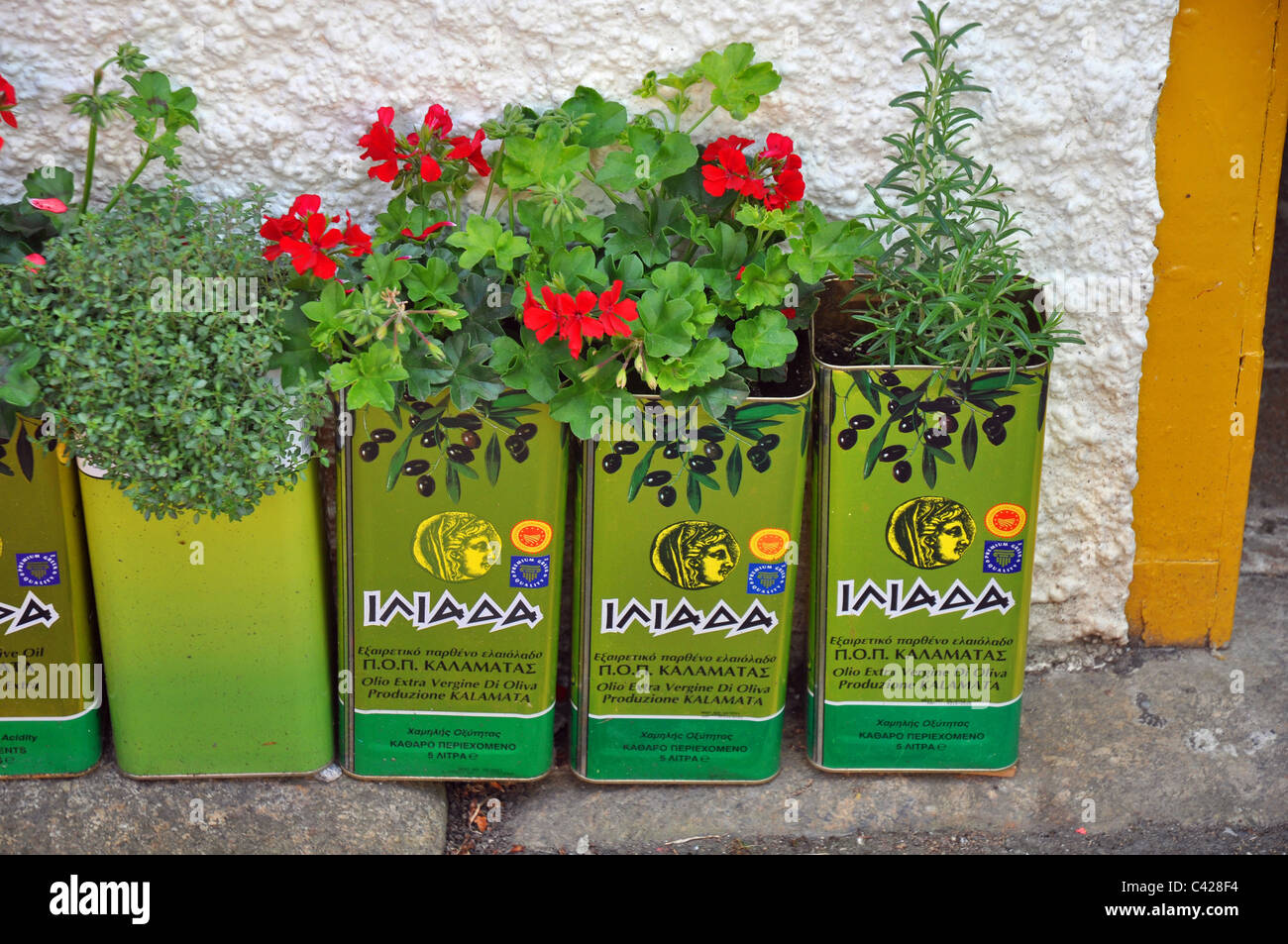 Tavistock, Devon, England: geraniums in old olive oil cartons outside a ...