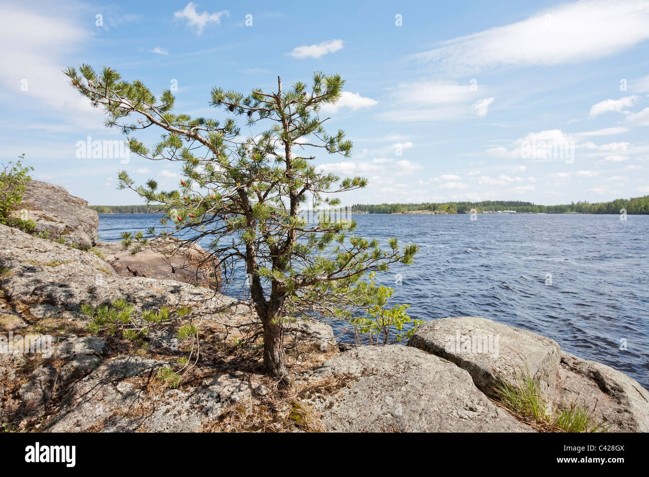 pine growing on cliff Finland Europe Stock Photo - Alamy