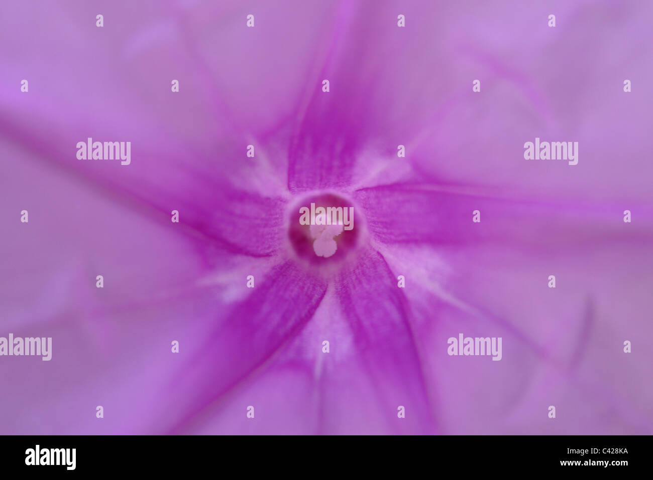 Morning Glory, Flower, Stigma of plant Stock Photo - Alamy