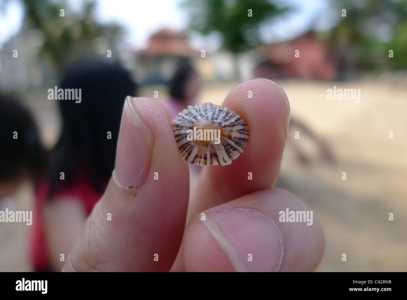Shell beside port dickson beach hi-res stock photography and images - Alamy
