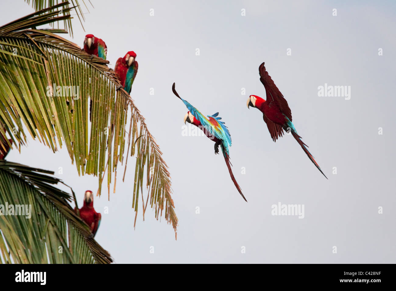 Ara chloroptera hi-res stock photography and images - Alamy