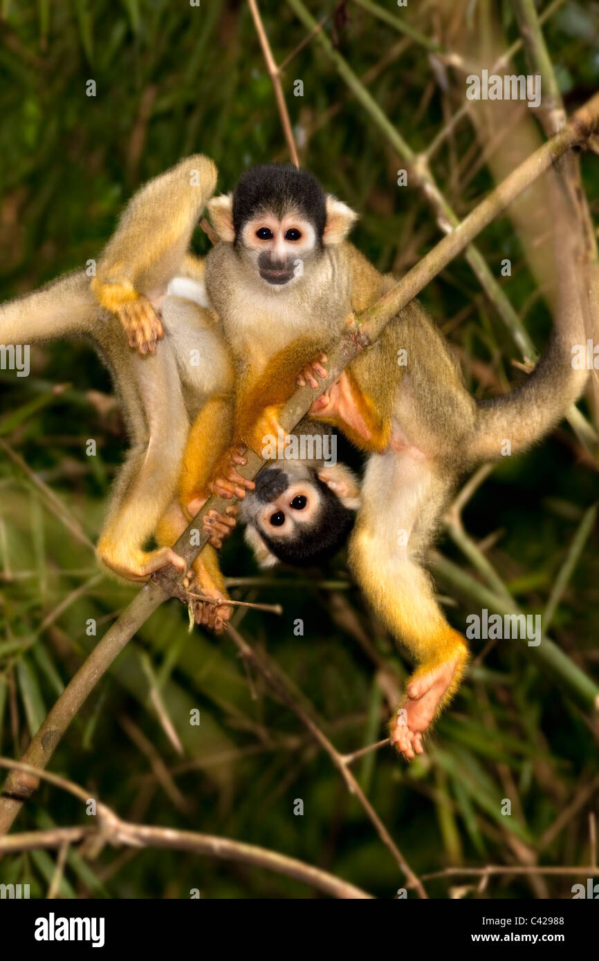 Peru, Boca Manu, Blanquillo, Manu National Park, UNESCO World Heritage ...
