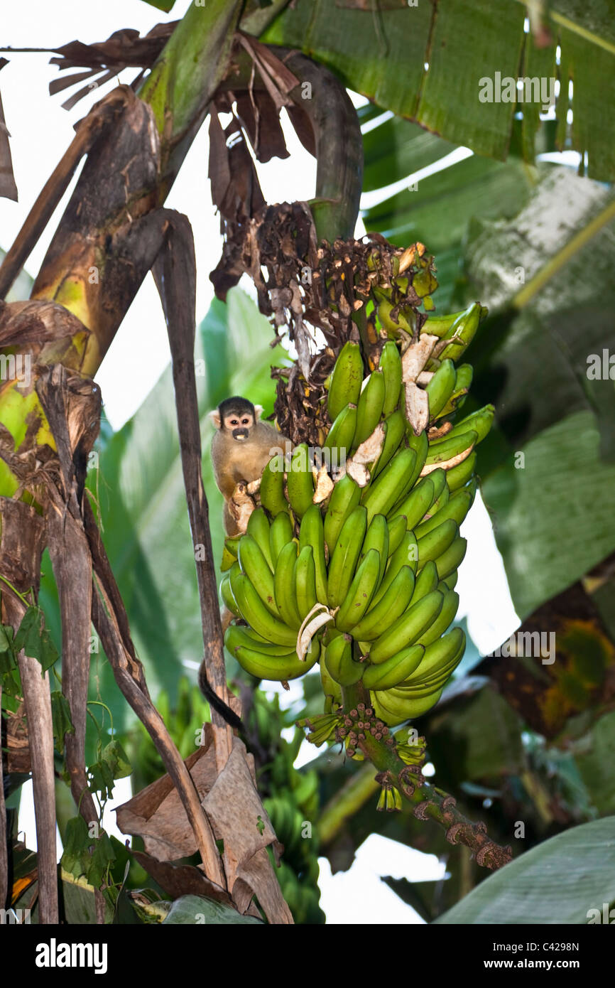 Peru, Boca Manu, Blanquillo, Common Squirrel Monkey ( Saimiri sciureus ...