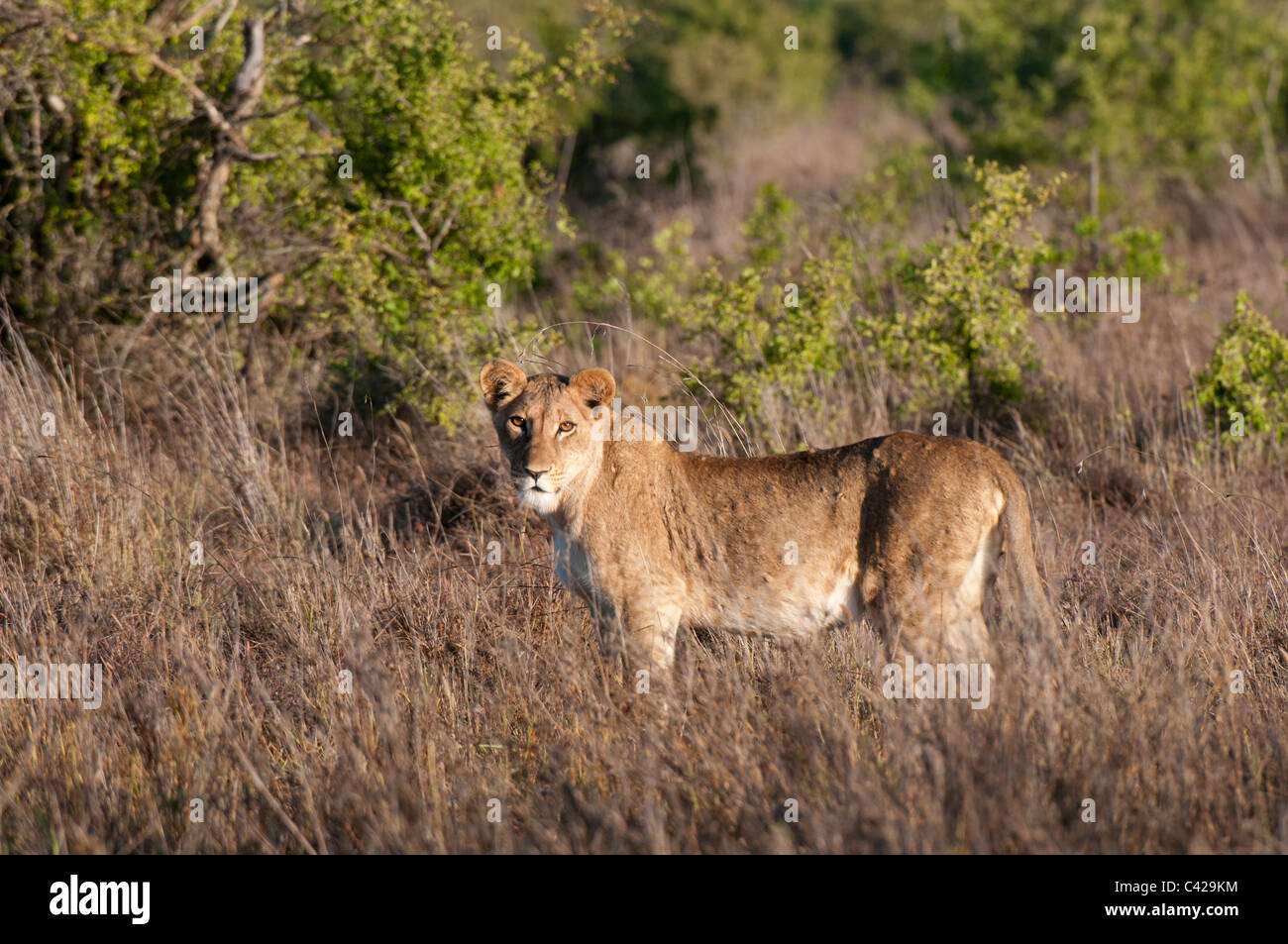 Lioness (Panthera leo), Loisaba Wilderness Conservancy, Laikipia, Kenya ...