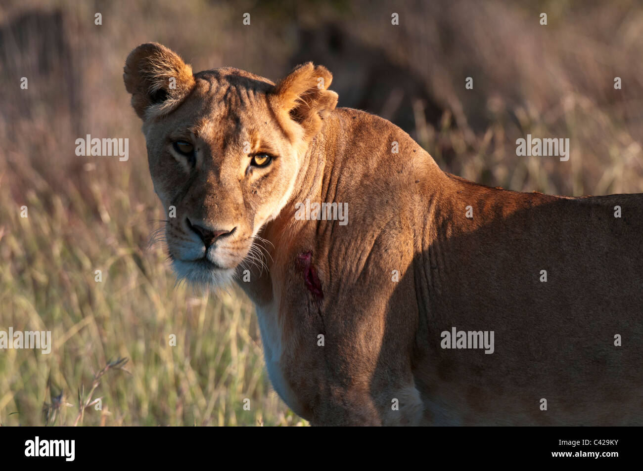 Lioness (Panthera leo), Loisaba Wilderness Conservancy, Laikipia, Kenya ...
