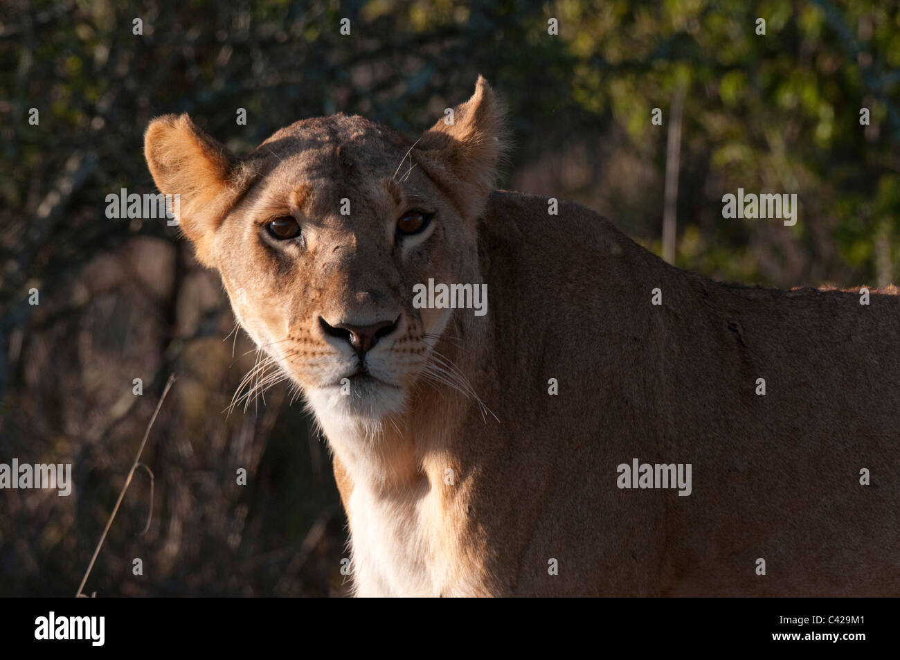 Lioness (Panthera leo), Loisaba Wilderness Conservancy, Laikipia, Kenya ...