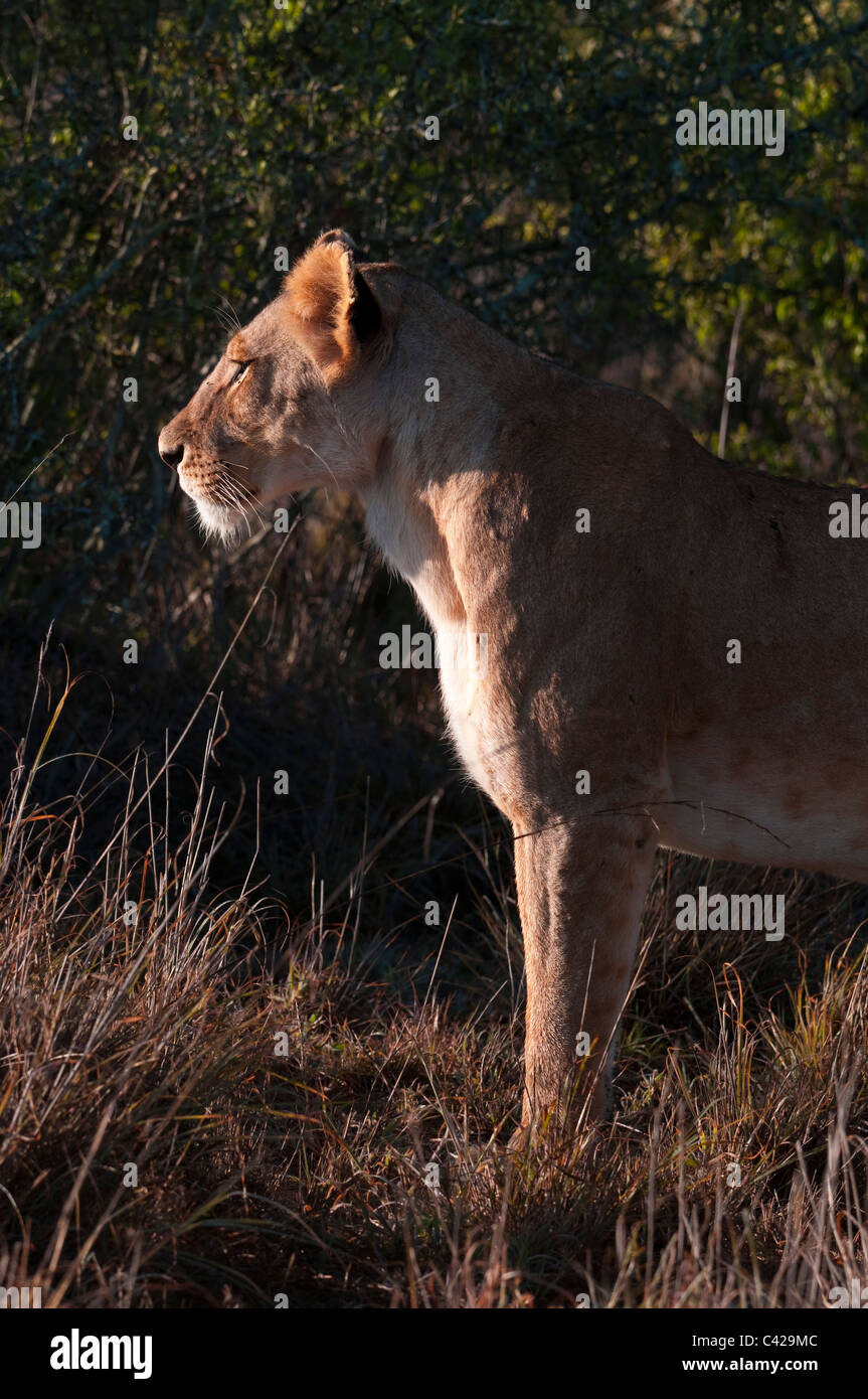Lioness (Panthera leo), Loisaba Wilderness Conservancy, Laikipia, Kenya ...