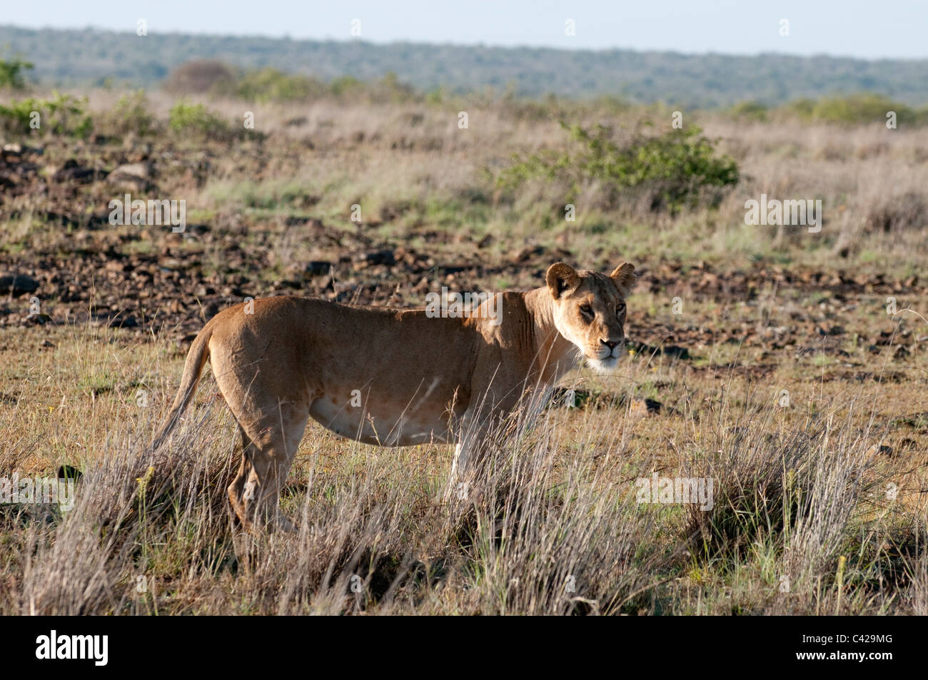 Lioness (Panthera leo), Loisaba Wilderness Conservancy, Laikipia, Kenya ...
