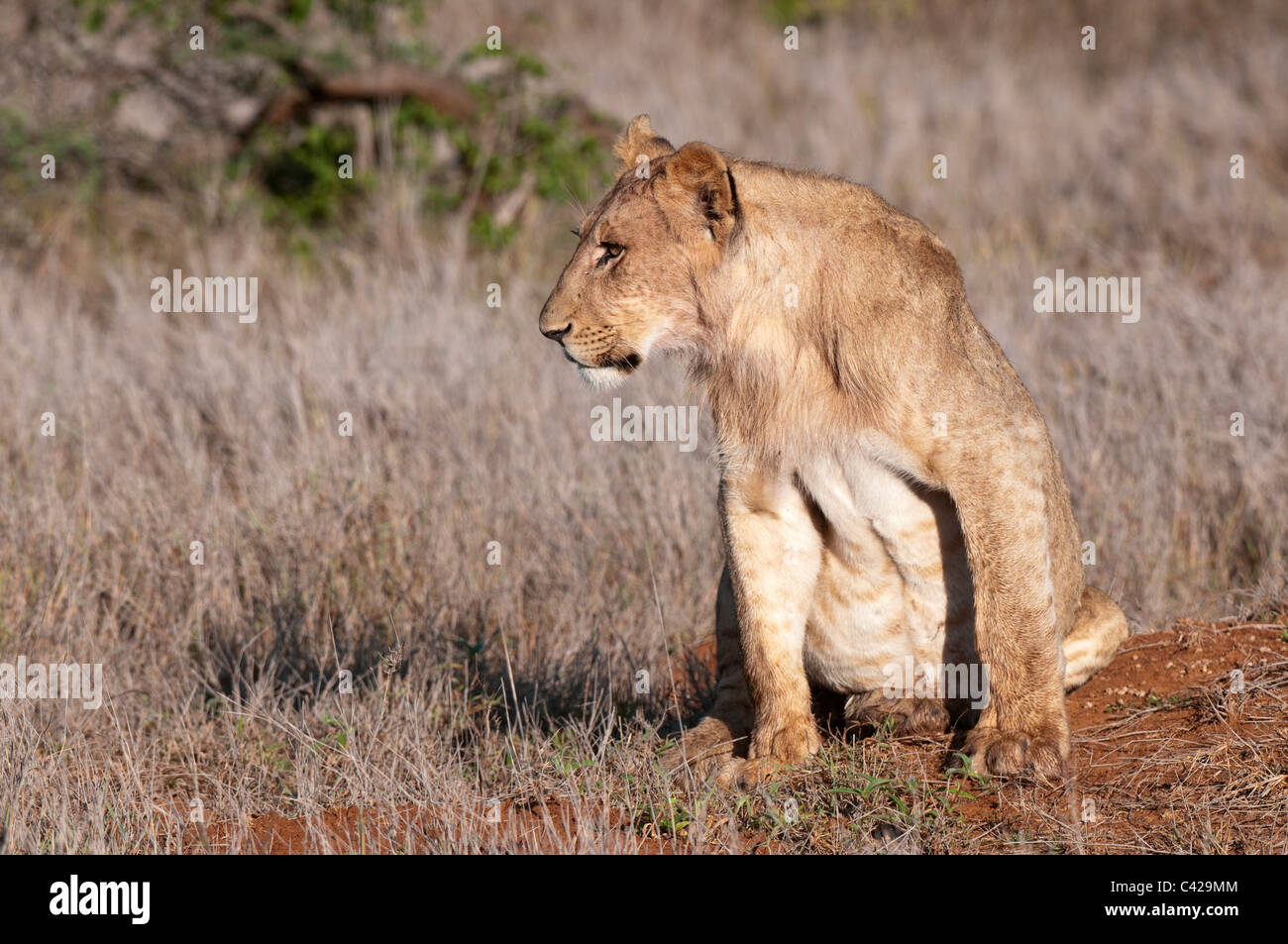Young Lion (Panthera leo), Loisaba Wilderness Conservancy, Laikipia ...