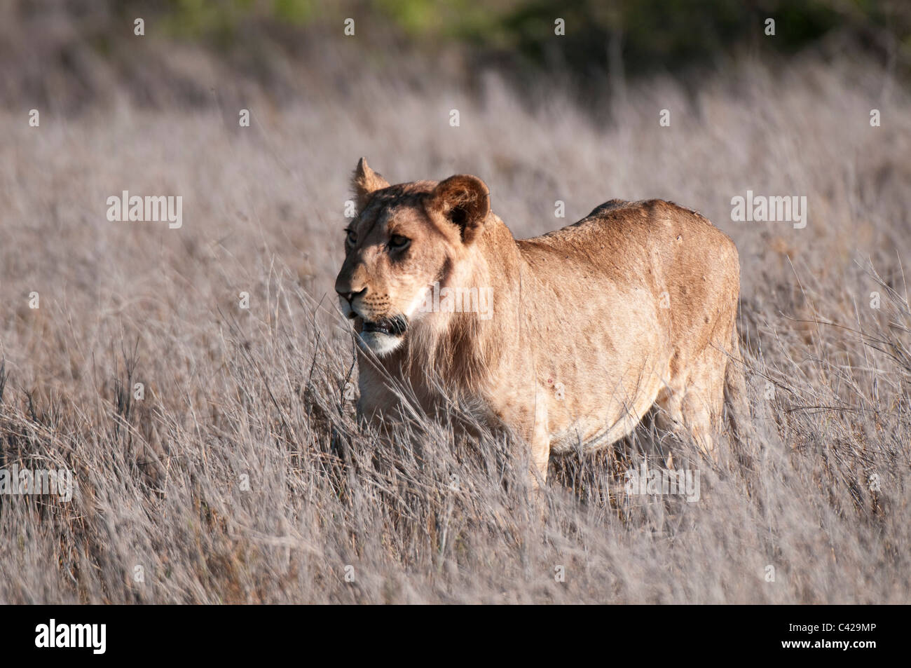 Young Lion (Panthera leo), Loisaba Wilderness Conservancy, Laikipia ...