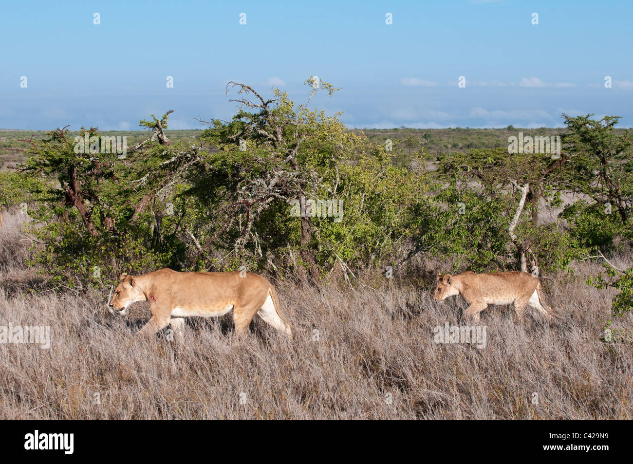 Lions (Panthera leo), Loisaba Wilderness Conservancy, Laikipia, Kenya ...