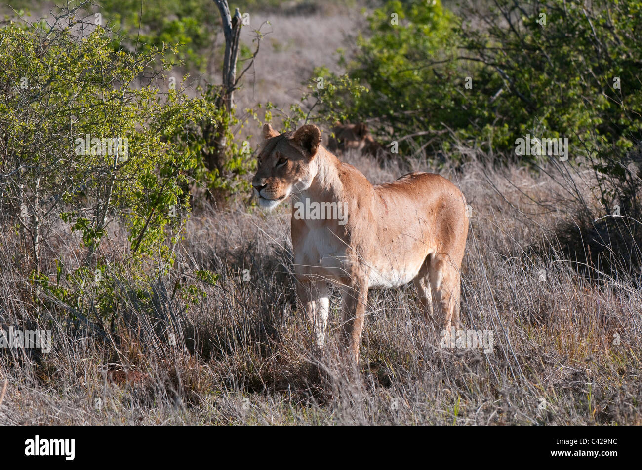 Lioness (Panthera leo), Loisaba Wilderness Conservancy, Laikipia, Kenya ...