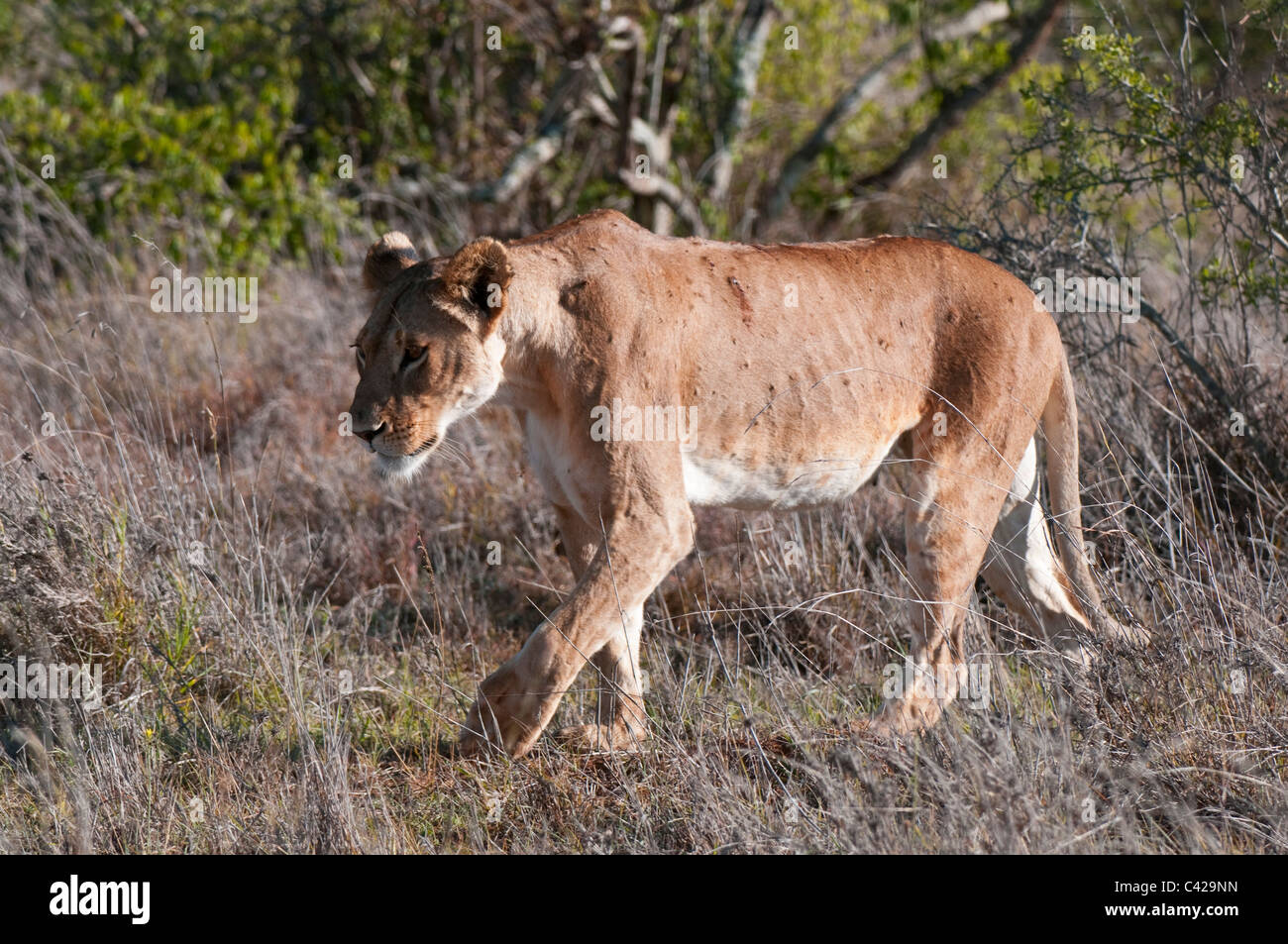 Lioness (Panthera leo), Loisaba Wilderness Conservancy, Laikipia, Kenya ...