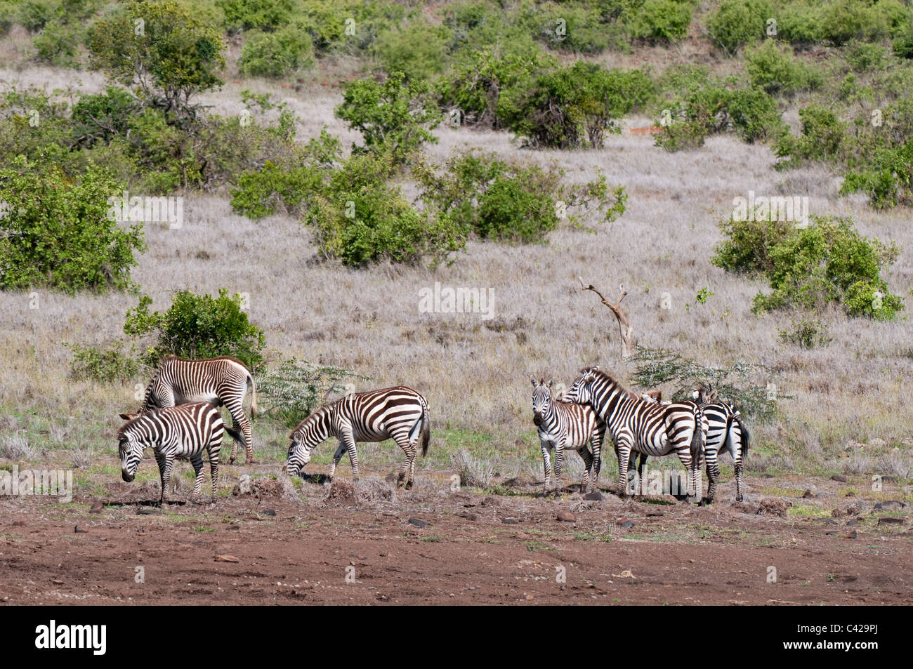 Common Zebra (Equus quagga), Loisaba Wilderness Conservancy, Laikipia ...