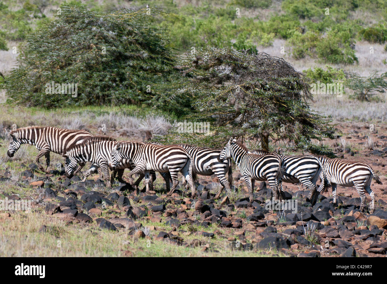 Common Zebra (Equus quagga), Loisaba Wilderness Conservancy, Laikipia ...