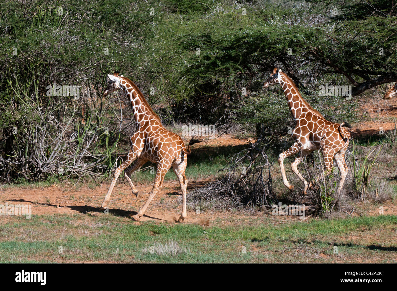 Reticulated Giraffe (Giraffa camelopardalis reticulata), Loisaba ...