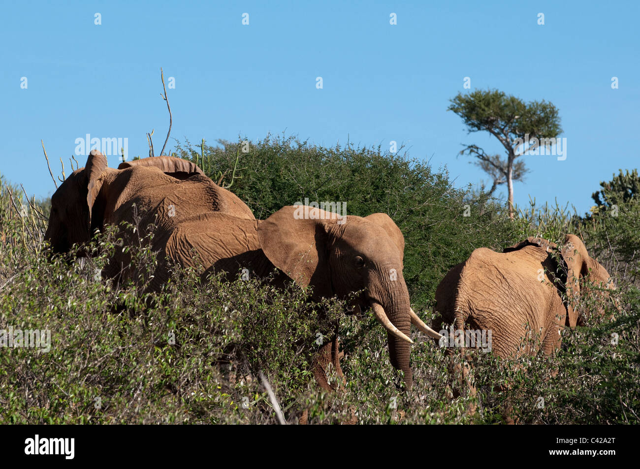 Elephants (Loxodonta africana), Loisaba Wilderness Conservancy ...