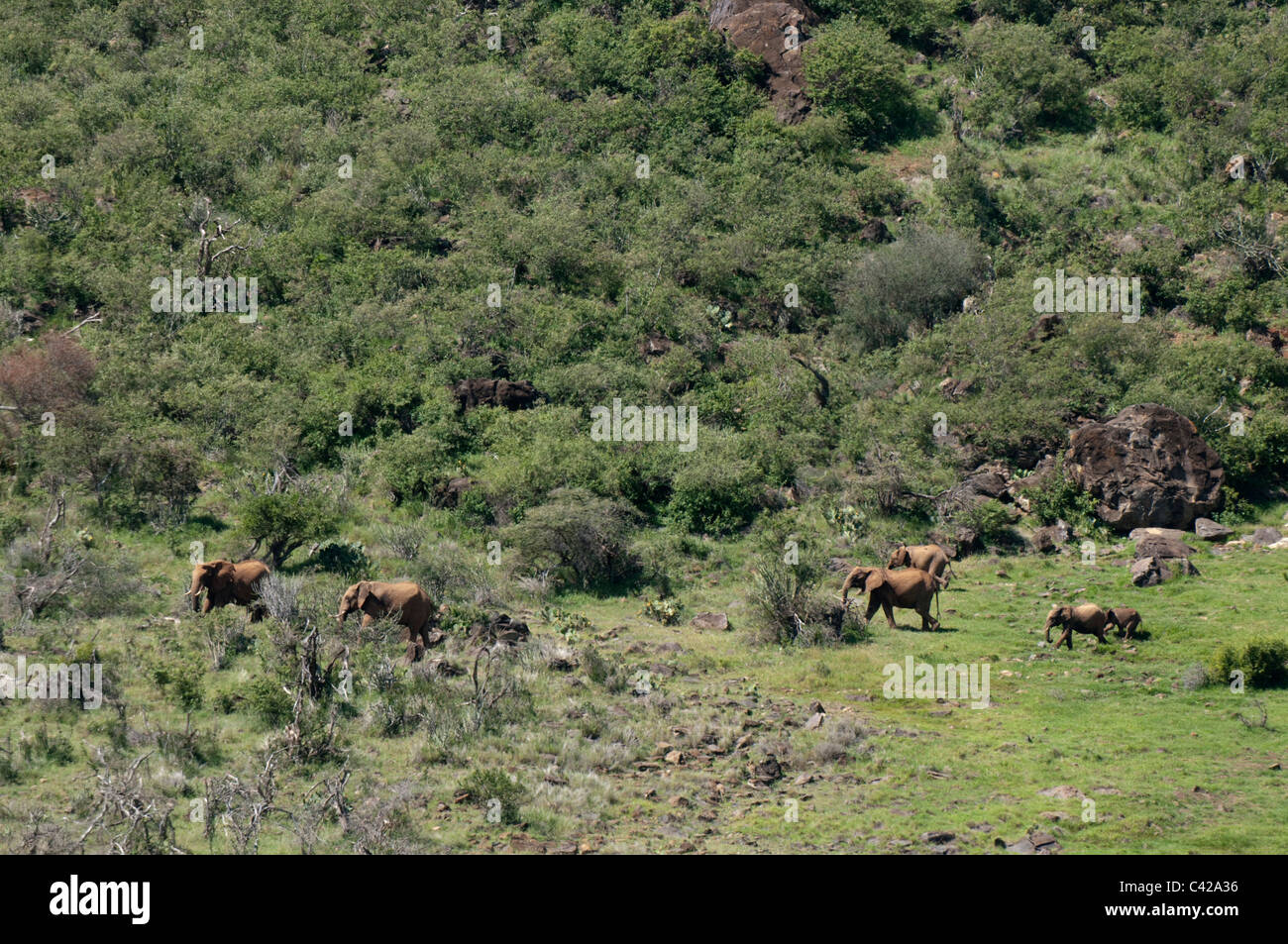 Elephants (Loxodonta africana), Loisaba Wilderness Conservancy ...