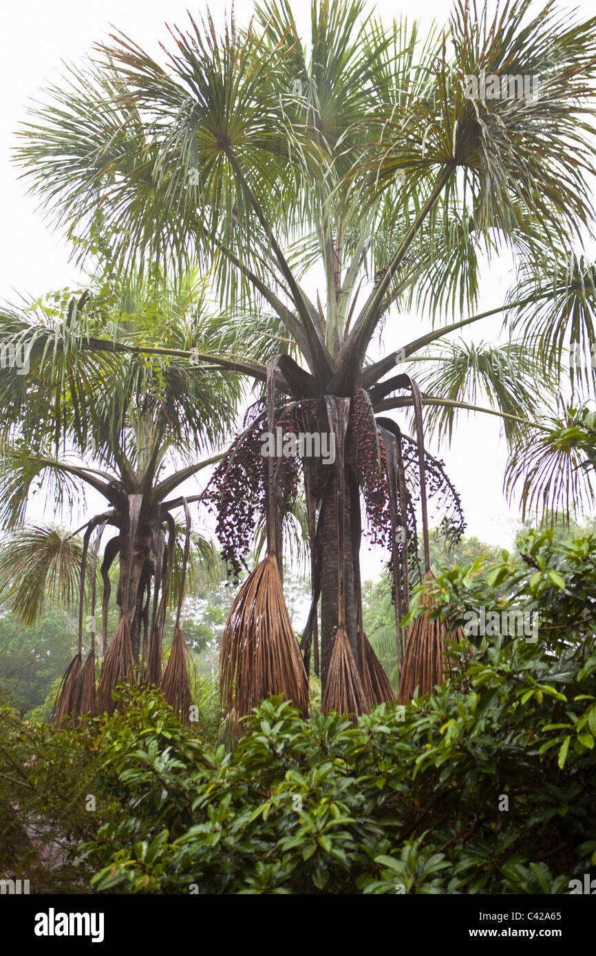Peru, Cruz de Mayo, Manu National Park, UNESCO World Heritage Site ...