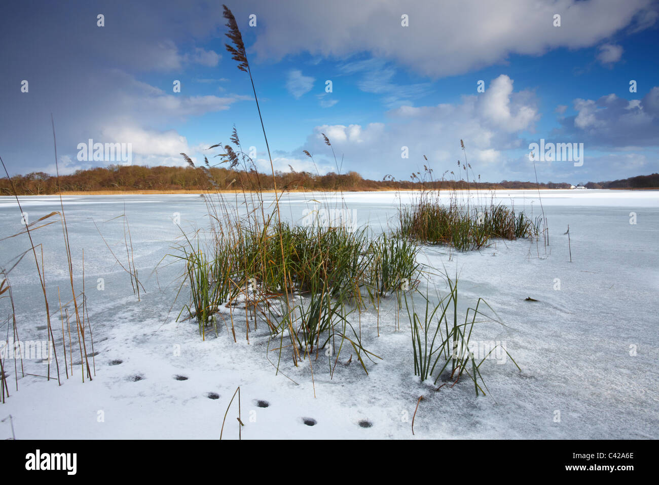 A frozen Ormesby Little Broad in the Trinity Broads area of the Norfolk ...
