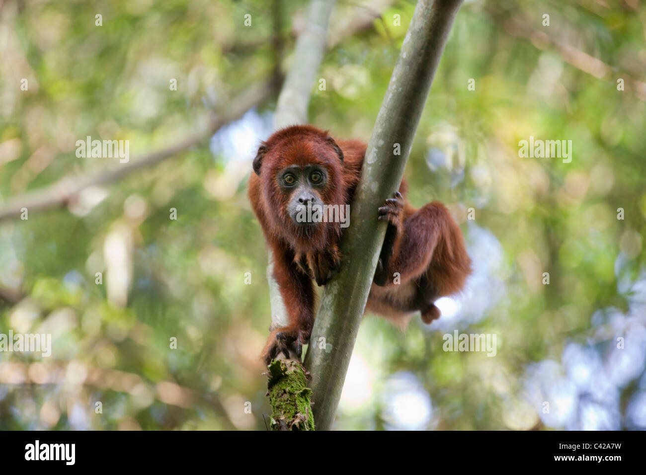 Peru, Cruz de Mayo, Manu National Park, Pantiacolla mountains. Red ...