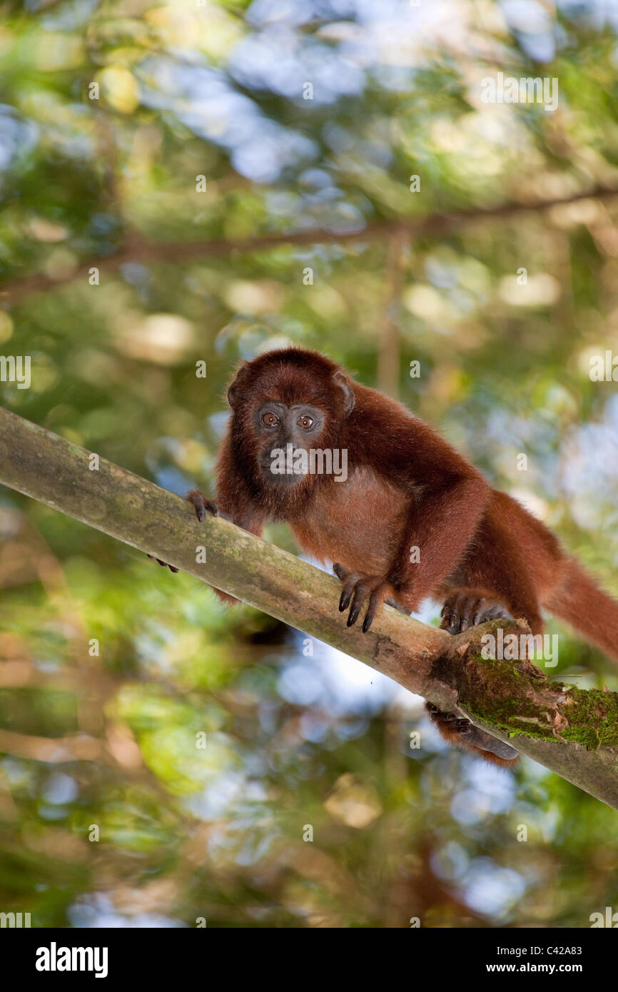 Peru, Cruz de Mayo, Manu National Park, Pantiacolla mountains. Red ...