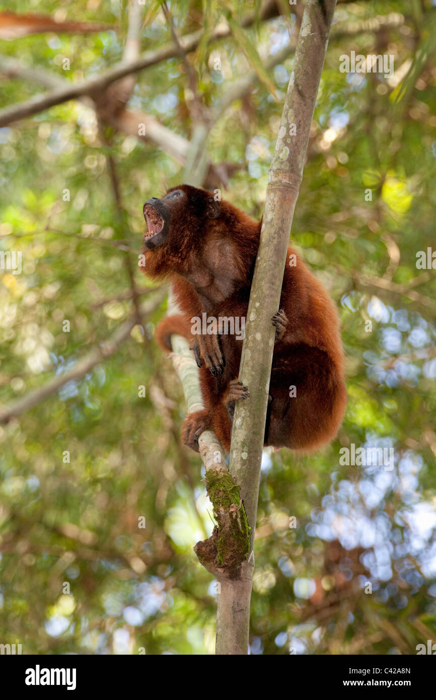 Peru, Cruz de Mayo, Manu National Park, Pantiacolla mountains. Old Red ...