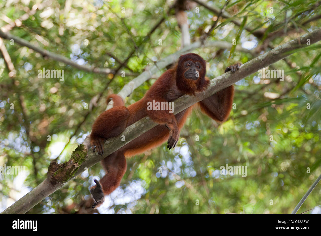 Peru, Cruz de Mayo, Manu National Park, Pantiacolla mountains. Red ...