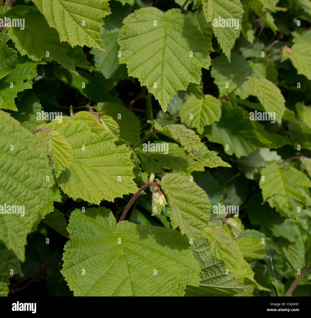 Hazel hedge hi-res stock photography and images - Alamy