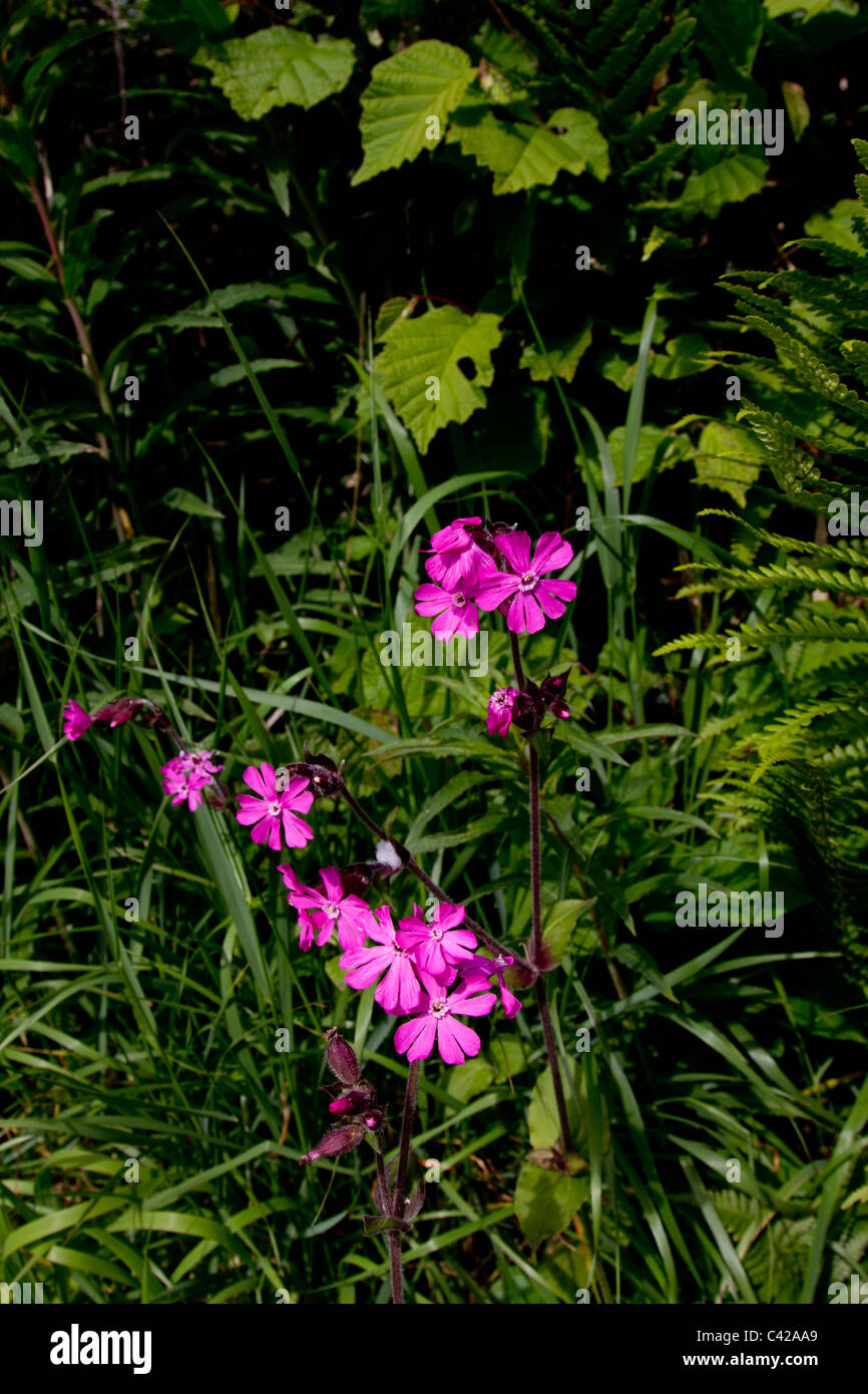 Pink campion hi-res stock photography and images - Alamy