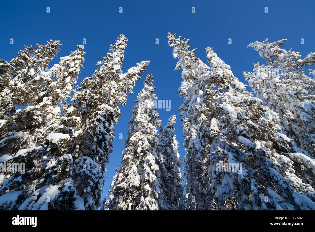 Finnish softwood fir tree fir trees hi-res stock photography and images ...