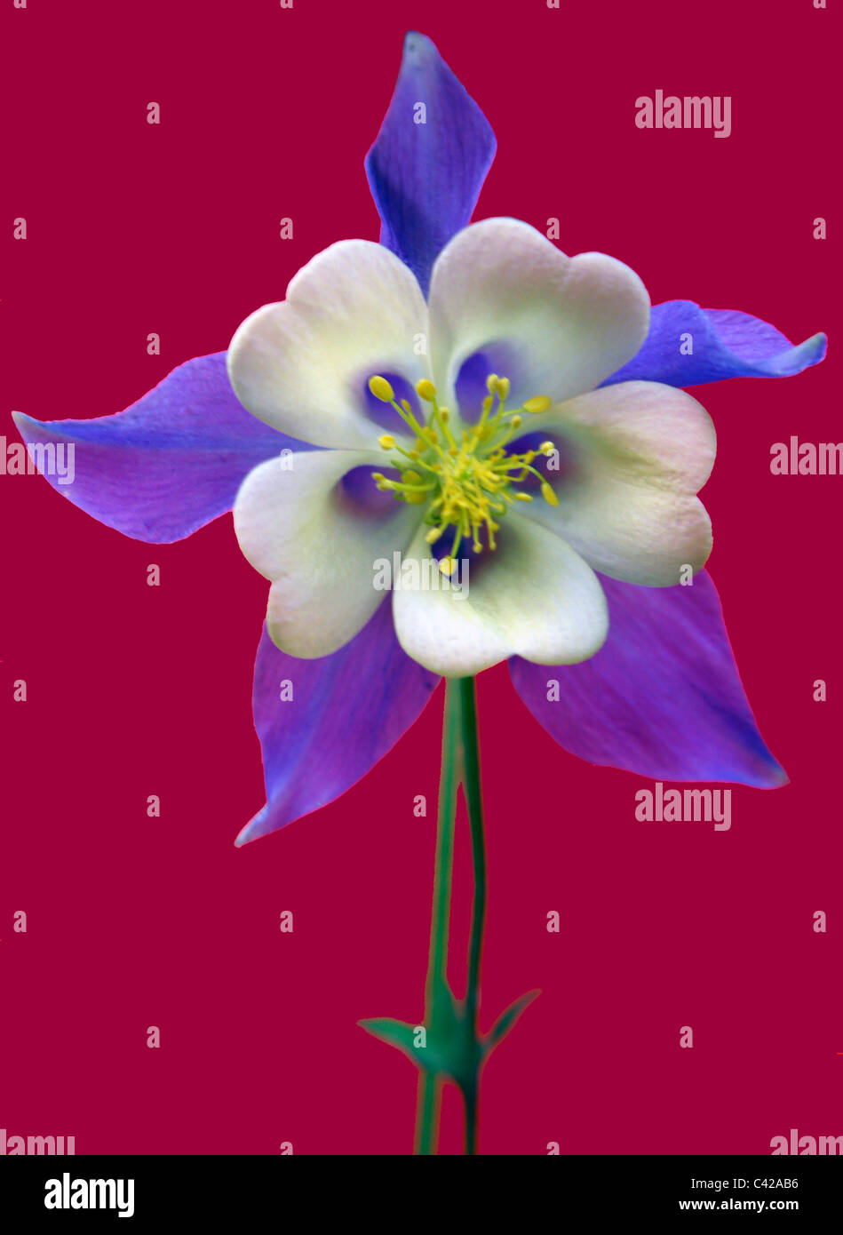 Single flower on stalk hi-res stock photography and images - Alamy