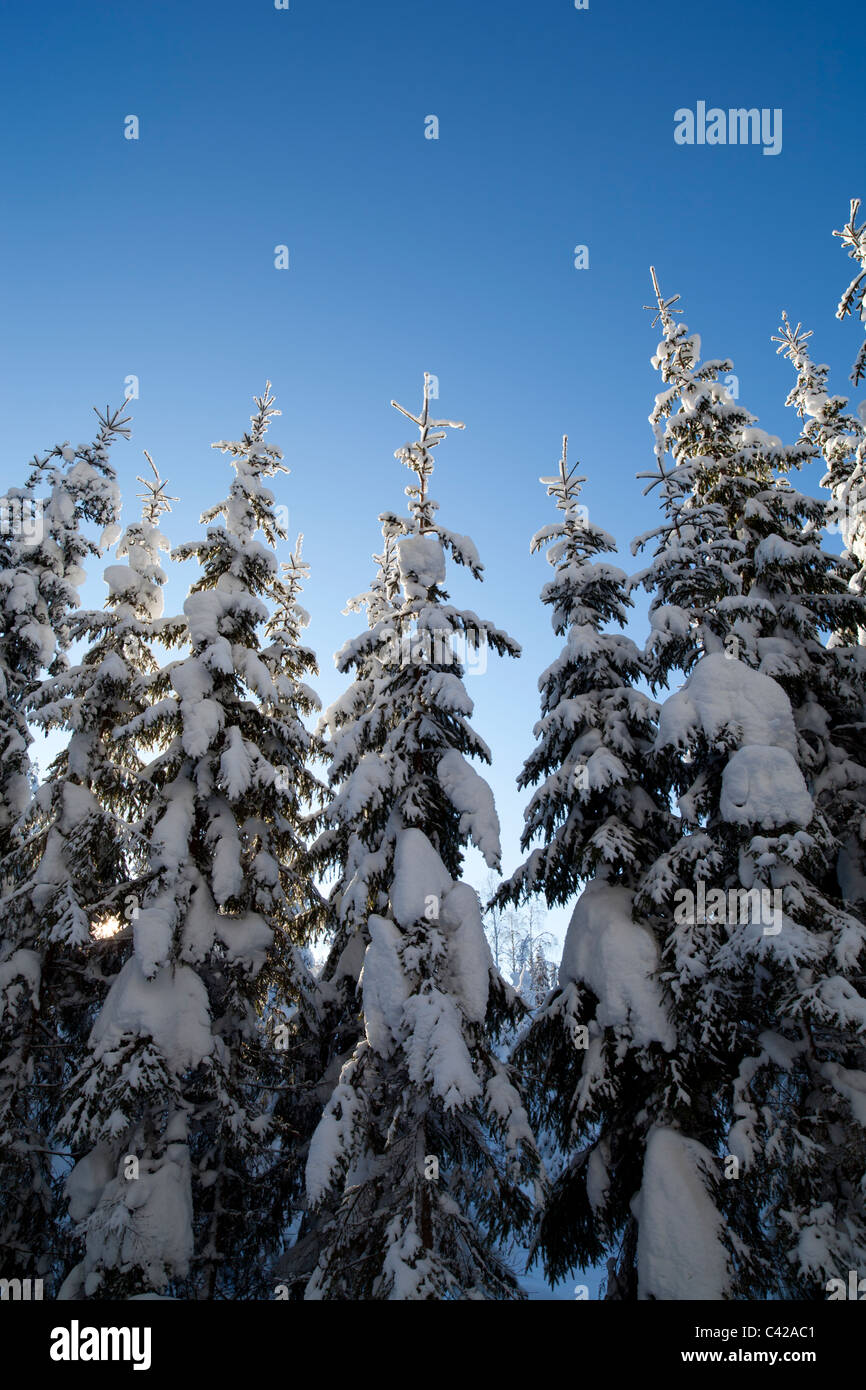 Snowy young spruce ( picea abies ) trees at taiga forest at Winter ...