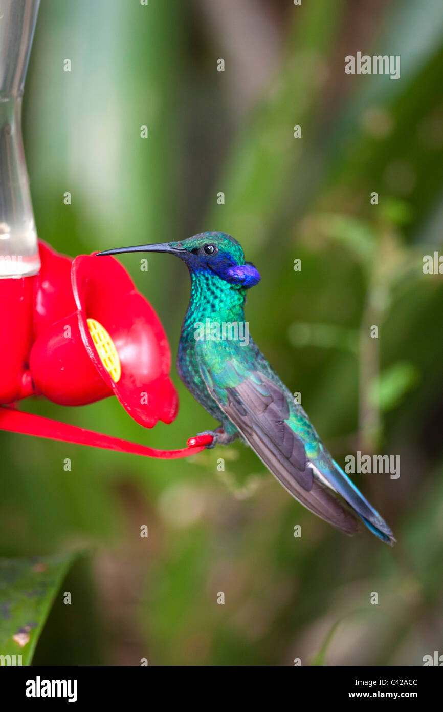 Colibrí vertical hi-res stock photography and images - Alamy