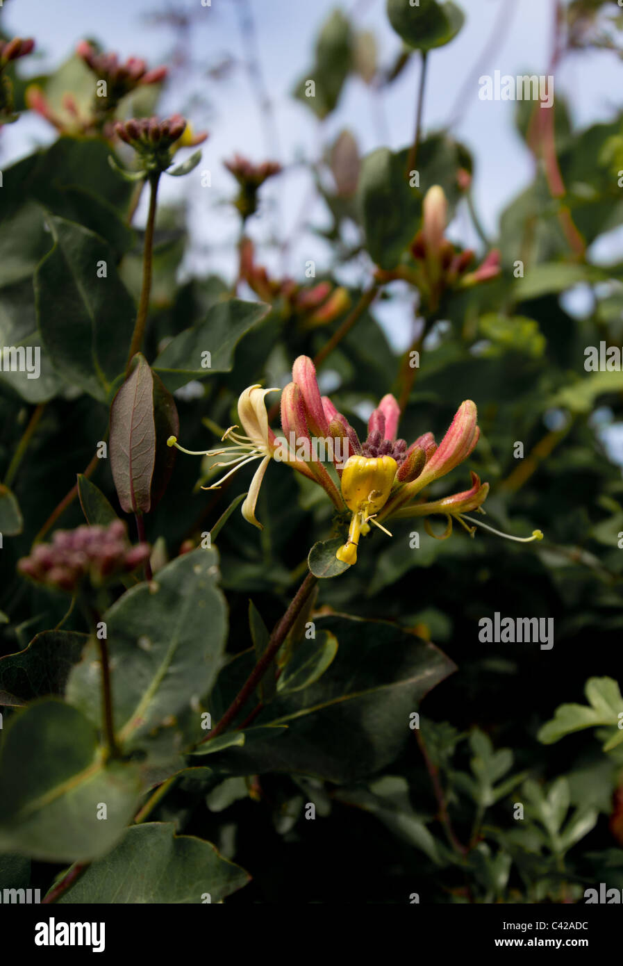Countryside honeysuckle hi-res stock photography and images - Alamy