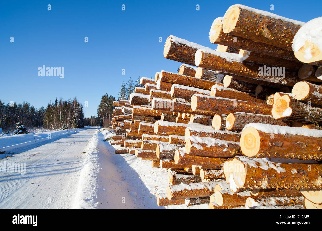 Pile of freshly cut pine ( pinus sylvestris ) logs on side of an empty ...