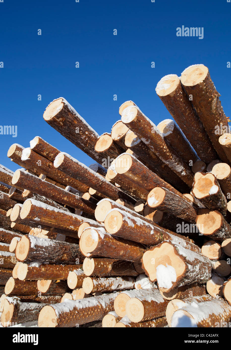Pile of freshly cut pine ( pinus sylvestris ) logs , Finland Stock ...