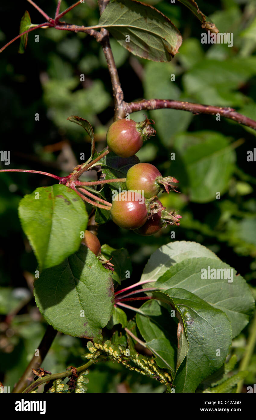 Hedgerow fruit hi-res stock photography and images - Alamy