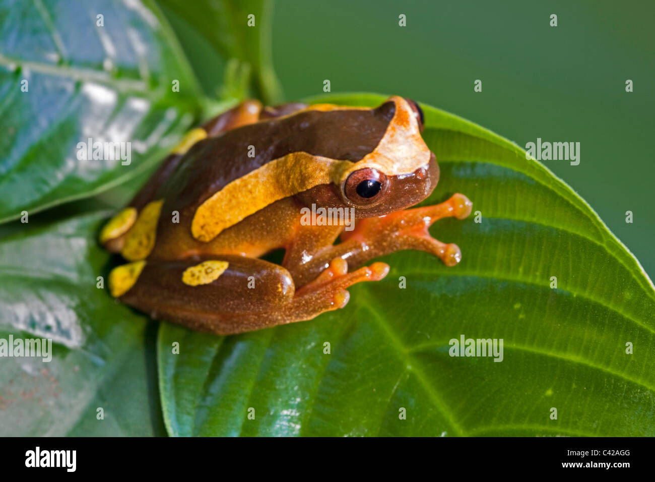 Manu National Park, Pantiacolla mountains. Clown Tree Frog ...