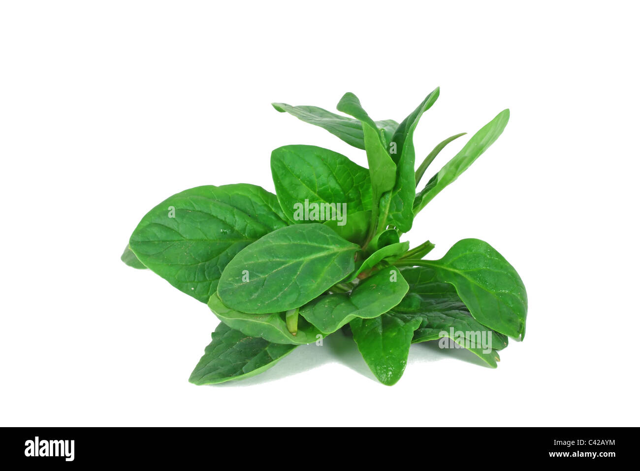 Bunch of spinach isolated on white background Stock Photo - Alamy
