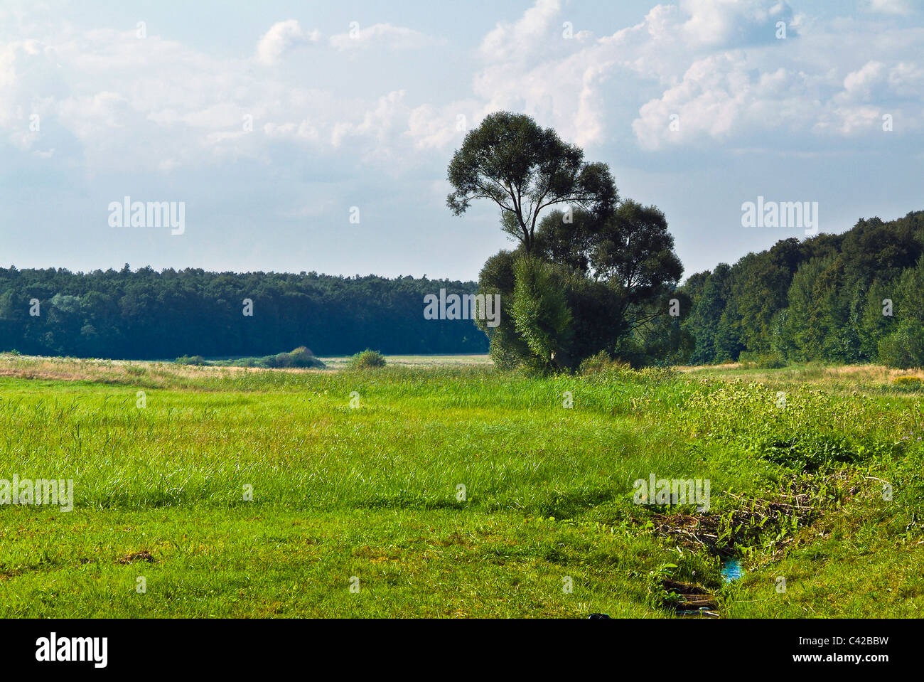 Panorama of Polish forests, fields Stock Photo - Alamy
