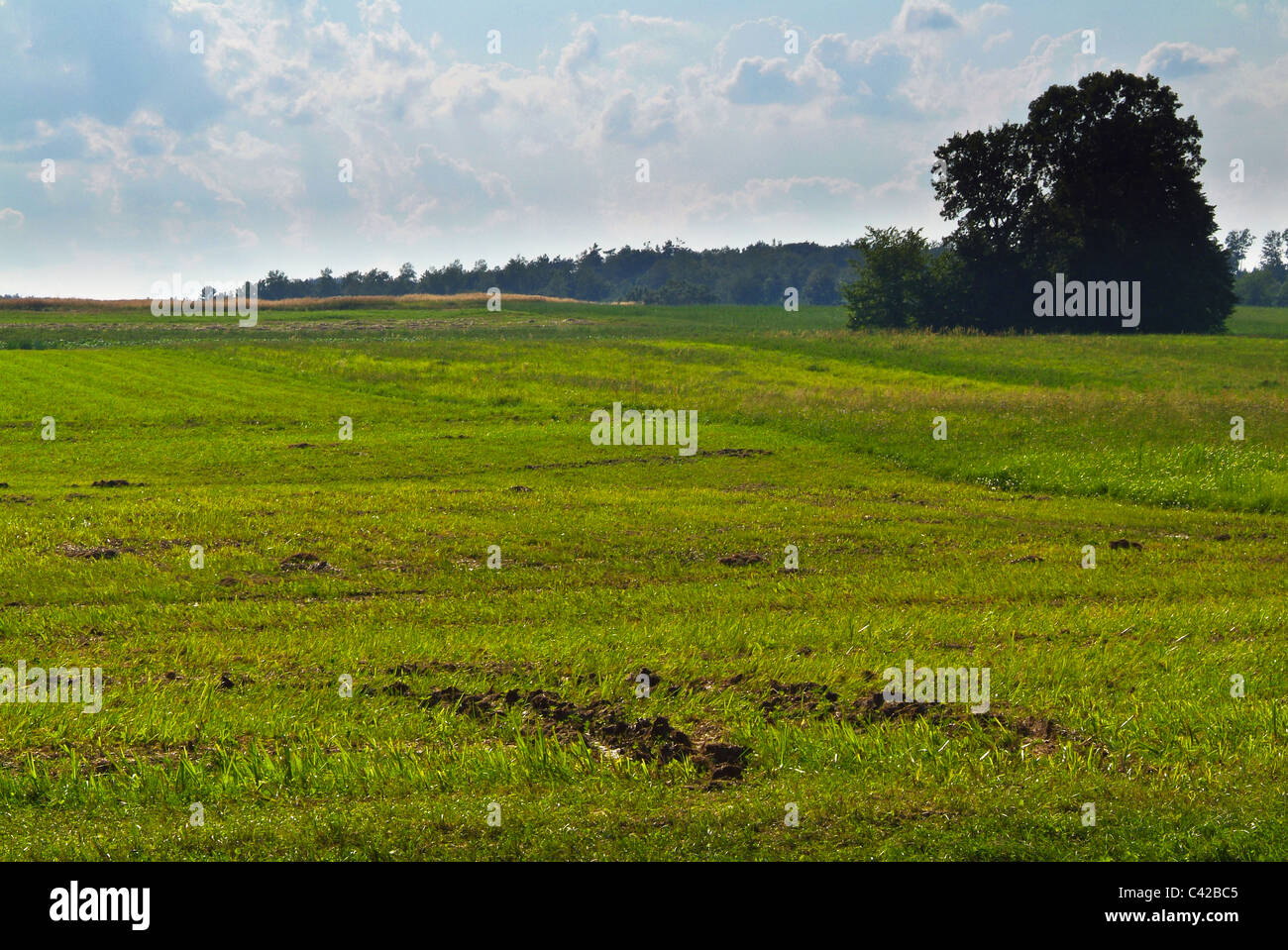 Panorama of Polish forests, fields Stock Photo - Alamy