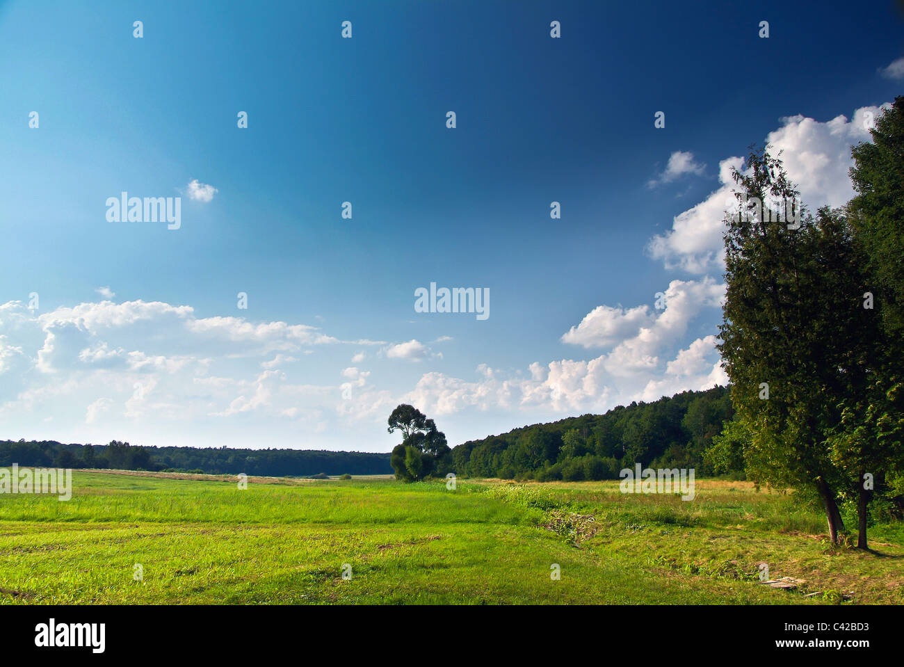 Panorama of Polish forests, fields Stock Photo - Alamy